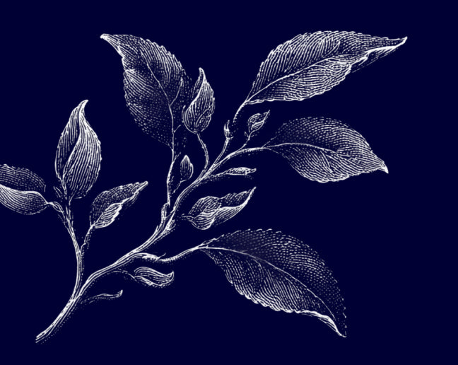 Upton Tea Imports | Online Loose Tea Shop